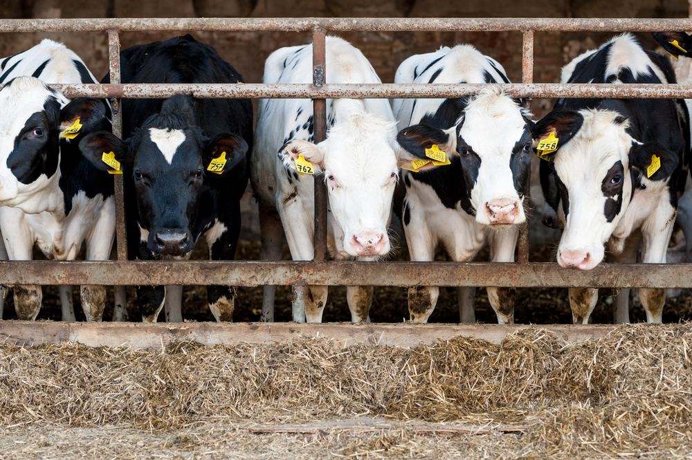 SOLIDWORKS - How Modern Tech in Livestock Farming is out of this World